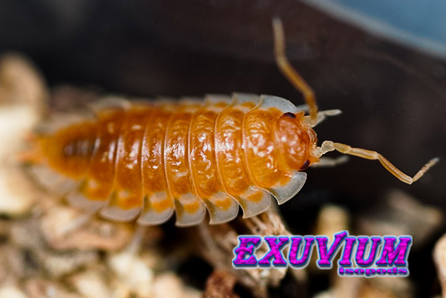 Oniscus asellus ‘B.C. Maple’ Captive Bred Isopods – Exuvium Isopods