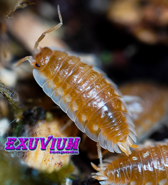 Oniscus asellus ‘B.C. Maple’ – Exuvium Isopods