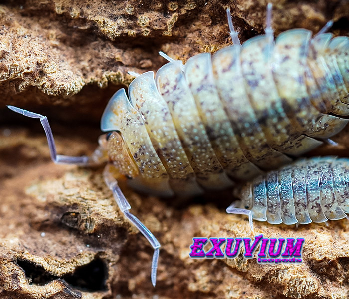Porcellio sp. ‘Golden Goose’ – Exuvium Isopods