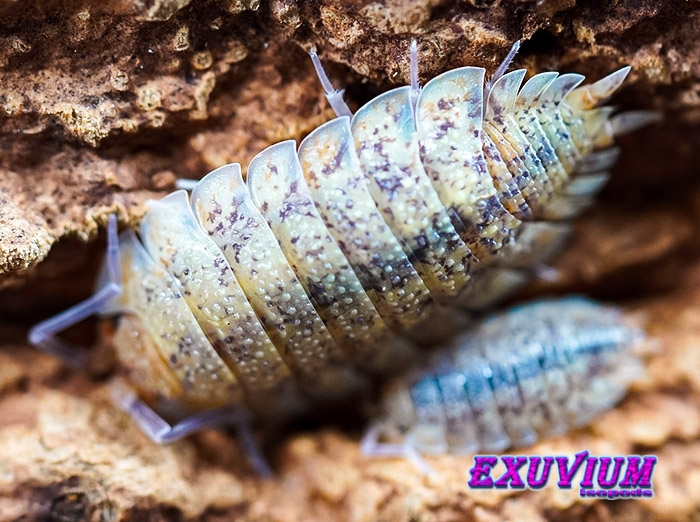 Porcellio sp. ‘Golden Goose’ – Exuvium Isopods
