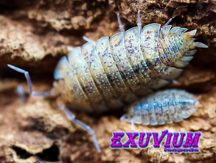 Porcellio sp. ‘Golden Goose’ – Exuvium Isopods