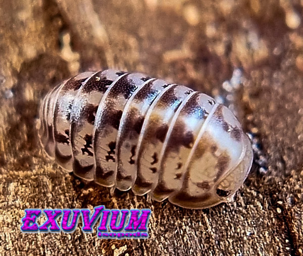 Spherillo raffaelei (Raffaele’s Spheric Pill Woodlouse) Captive Bred ...