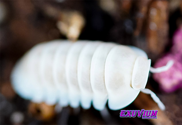 Cubaris sp. ‘White Panda King’ – Exuvium Isopods