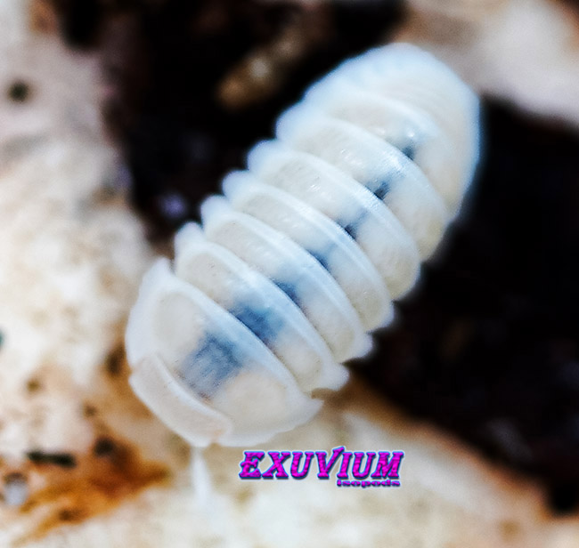 Cubaris sp. ‘White Panda King’ – Exuvium Isopods