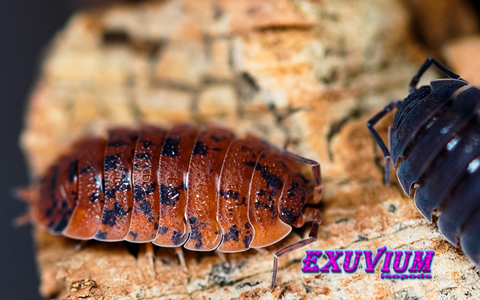 Porcellio scaber ‘Red Calico’ – Exuvium Isopods
