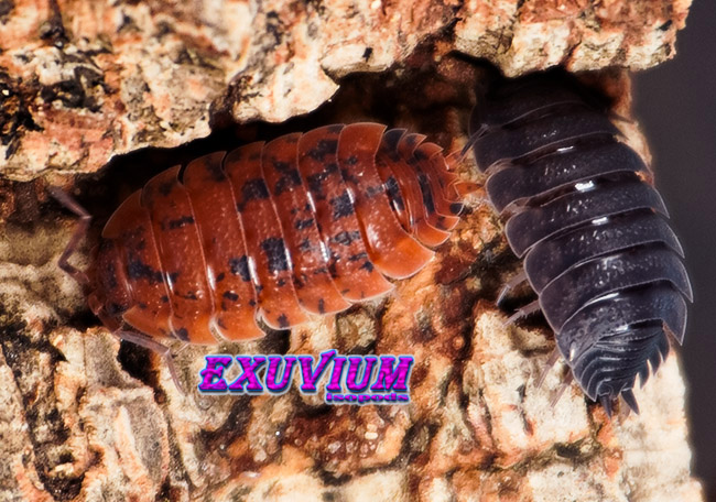 Porcellio scaber ‘Red Calico’ – Exuvium Isopods
