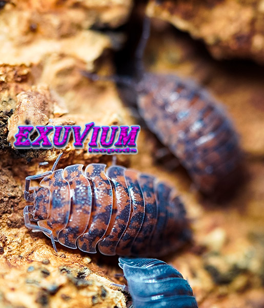 Porcellio scaber ‘Red Calico’ – Exuvium Isopods