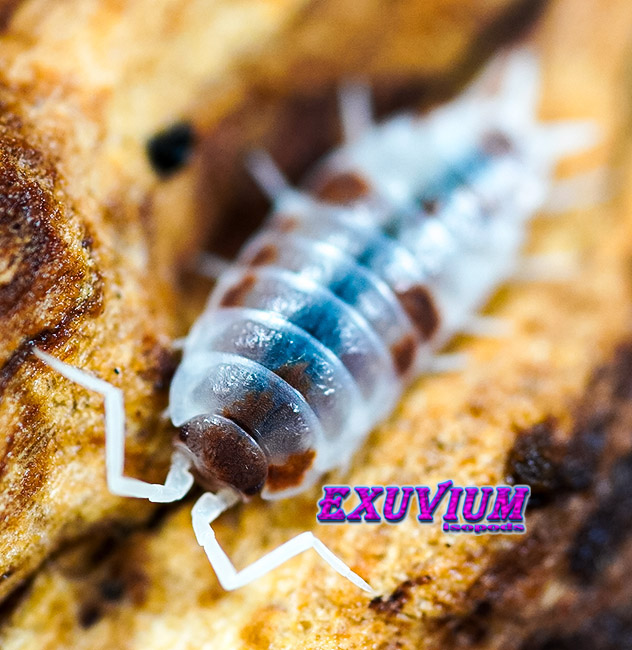 Porcellionides pruinosus ‘Red Koi’ (new line) – Exuvium Isopods