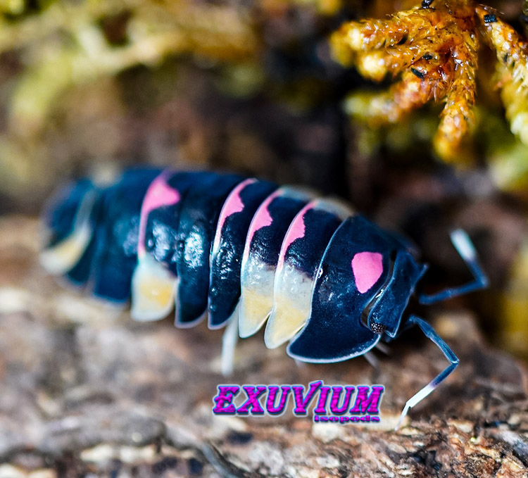 Ardentiella sp. ‘Super Pink Lambo’ – Exuvium Isopods