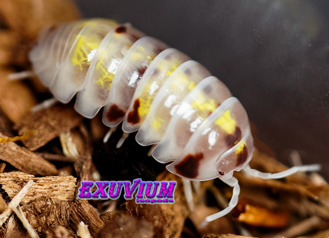 Armadillidium vulgare ‘Red Magic Potion’ – Exuvium Isopods