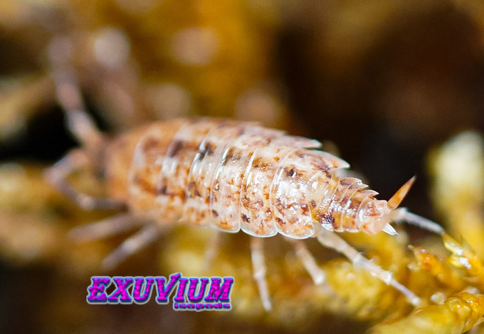 Porcellionides cingendus (Mottled Coastal Woodlouse) – Exuvium Isopods