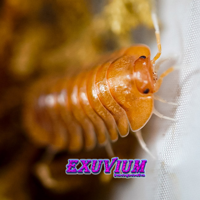 Troglodillo sp. ‘Sunset’ – Exuvium Isopods