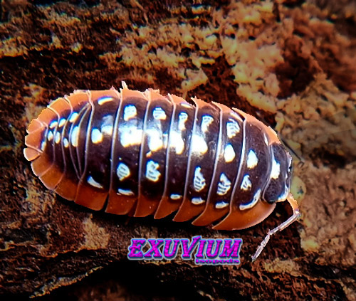 Armadillidium xerovunense ‘Red Edge’ (Mount Xerovouni Pill Woodlouse ...