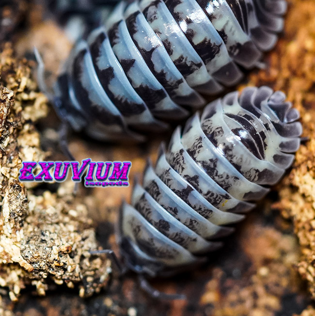 Armadillidium gestroi ‘Milky Way’ Captive Bred Isopods – Exuvium Isopods