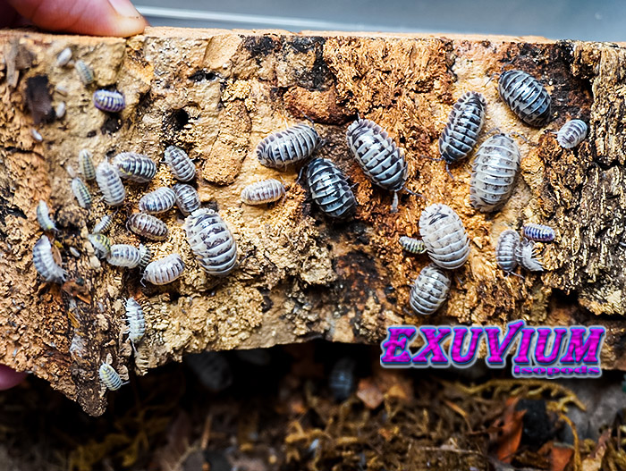 Armadillidium gestroi ‘Milky Way’ – Exuvium Isopods