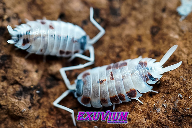 Porcellio silvestrii ‘Dalmatian (Dalmatian Silvestri’s Woodlouse ...