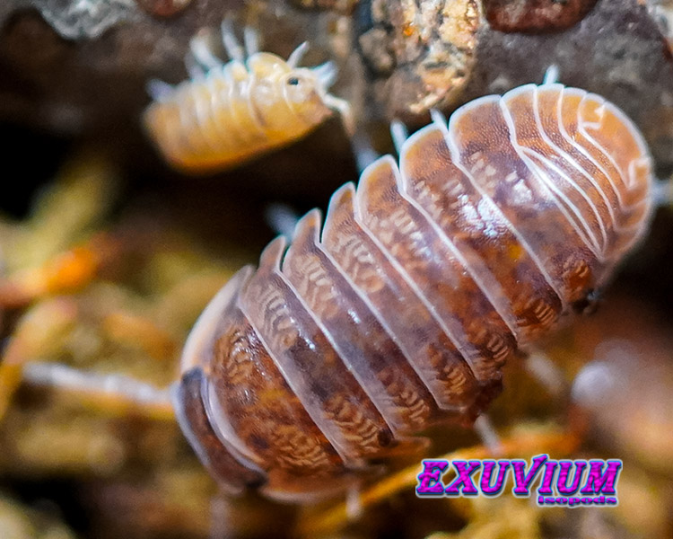 Cubaris murina ‘Anemone’ Captive Bred Isopods – Exuvium Isopods