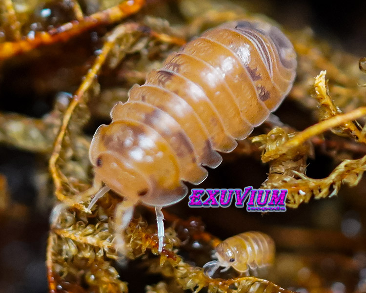Cubaris murina ‘Anemone’ Captive Bred Isopods – Exuvium Isopods