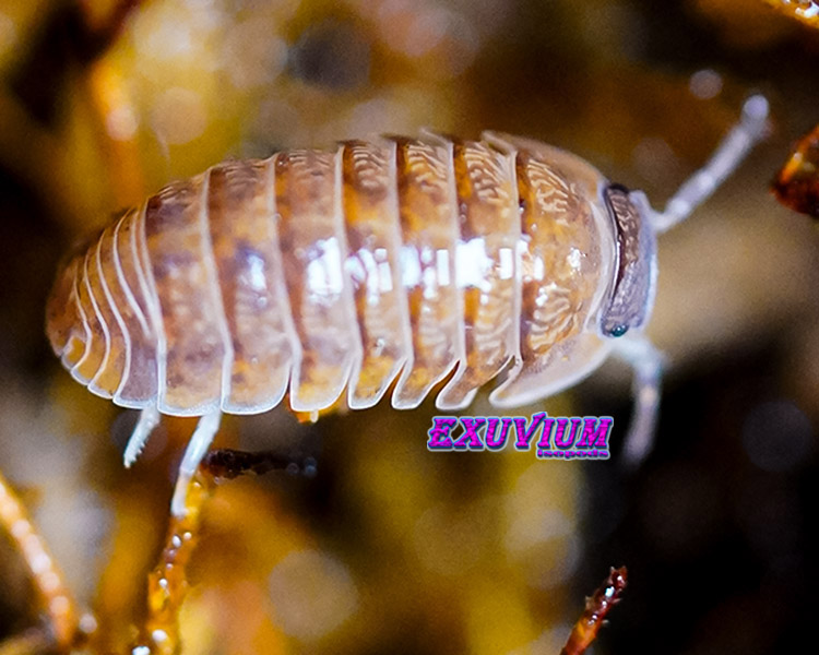 Cubaris murina ‘Anemone’ Captive Bred Isopods – Exuvium Isopods