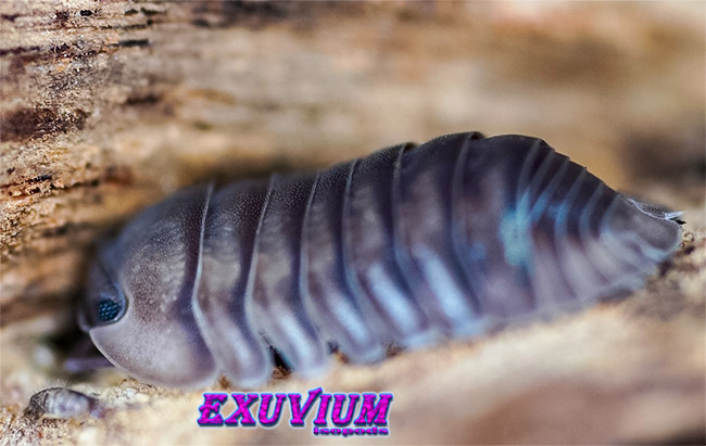 Cubaris sp. ‘Blue Pigeon’ – Exuvium Isopods