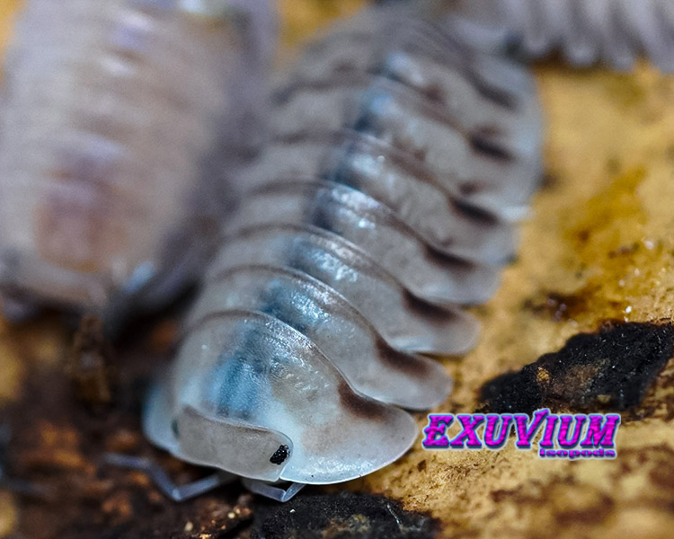 Cubaris sp. ‘Caramel Cream’ – Exuvium Isopods