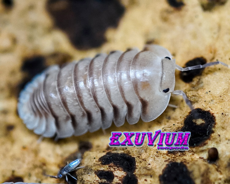 Cubaris sp. ‘Caramel Cream’ – Exuvium Isopods