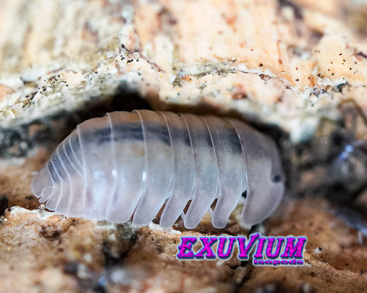 Cubaris sp. ‘Caramel Cream’ – Exuvium Isopods