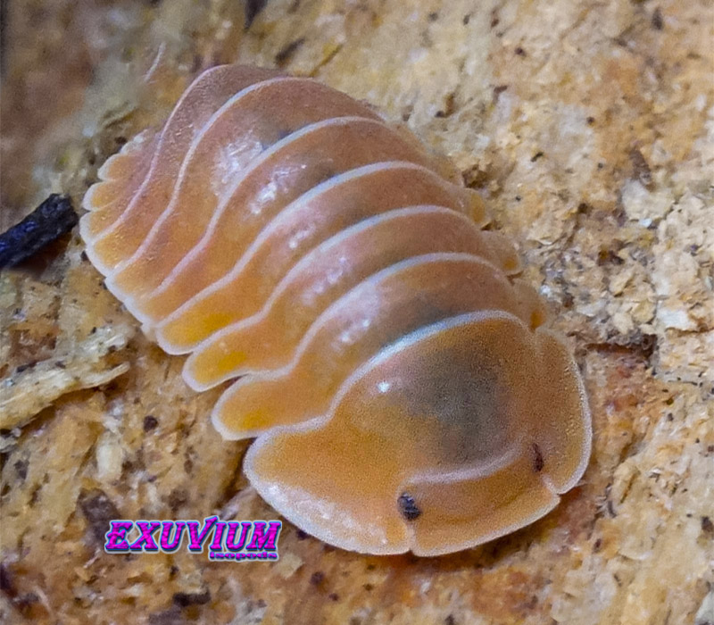Cubaris sp. ‘Giant Nguyen’ (Crabby) Captive Bred Isopods – Exuvium Isopods
