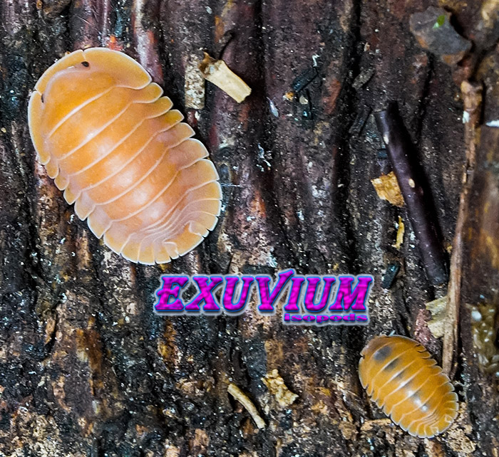 Cubaris sp. ‘Giant Nguyen’ (Crabby) Captive Bred Isopods – Exuvium Isopods