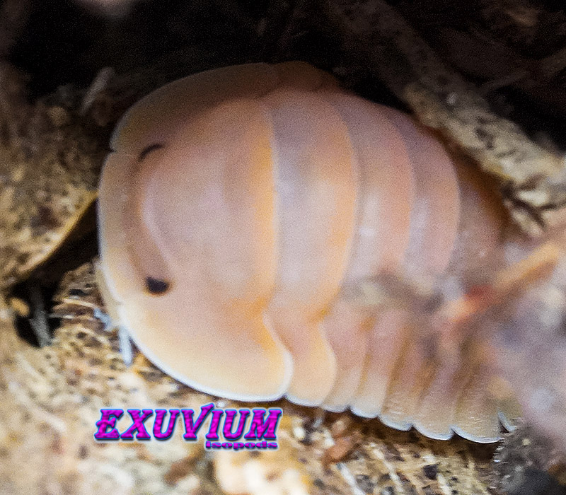 Cubaris sp. ‘Giant Nguyen’ (Crabby) Captive Bred Isopods – Exuvium Isopods