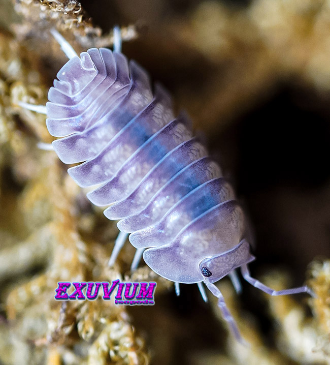 Nesodillo arcangelii ‘Purple Ghost’ – Exuvium Isopods