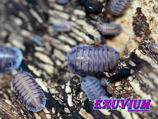 Nesodillo arcangelii ‘Purple Ghost’ Captive Bred Isopods – Exuvium Isopods