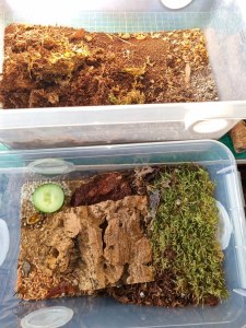 Basic care guide for keeping & breeding isopods (beginners) – Exuvium ...