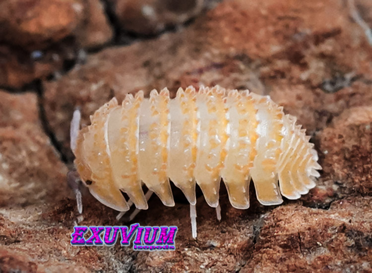 Cristarmadillidium muricatum (European Spiny Pill Woodlouse) SALE 🔥 ...