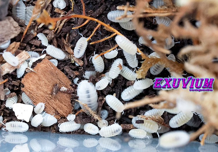 Cubaris murina ‘Glacier’ – Exuvium Isopods