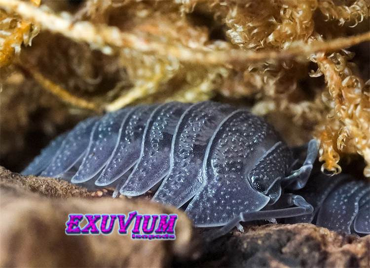 Armadillidium peraccae (Peracca’s Pill Woodlouse) – Exuvium Isopods