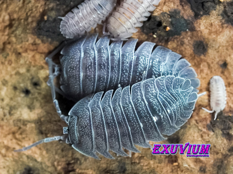 Armadillidium peraccae (Peracca’s Pill Woodlouse) – Exuvium Isopods