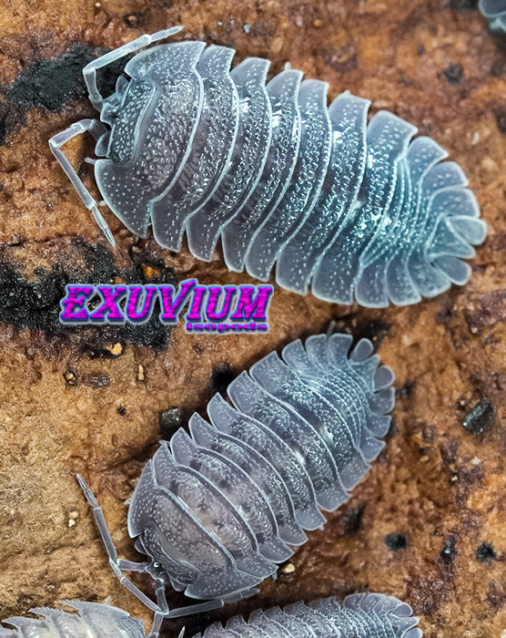 Armadillidium peraccae (Peracca’s Pill Woodlouse) – Exuvium Isopods