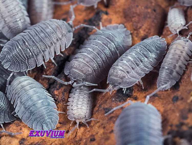 Armadillidium peraccae (Peracca’s Pill Woodlouse) – Exuvium Isopods