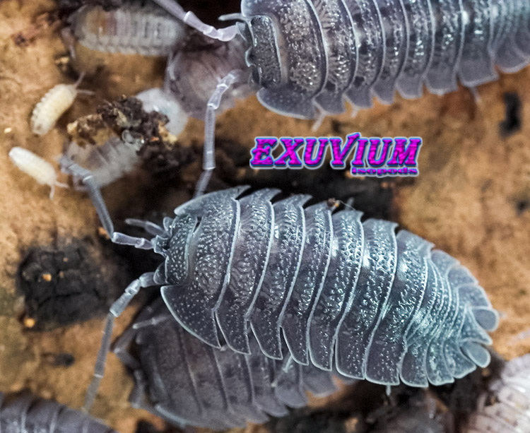 Armadillidium peraccae (Peracca’s Pill Woodlouse) – Exuvium Isopods