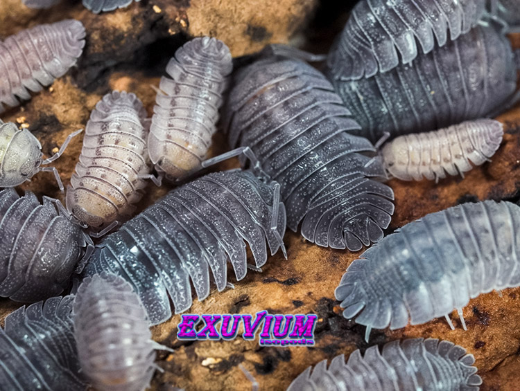 Armadillidium peraccae (Peracca’s Pill Woodlouse) – Exuvium Isopods