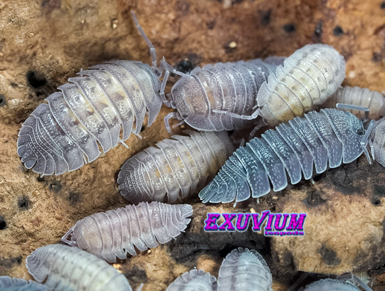 Armadillidium peraccae (Peracca’s Pill Woodlouse) – Exuvium Isopods