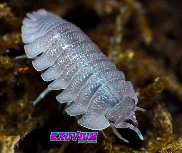 Armadillidium scaberrimum (Sandstone Pill Woodlouse) SALE 🔥 – Exuvium ...