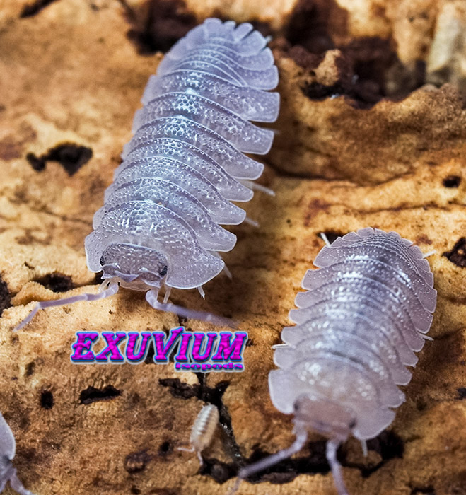 Armadillidium scaberrimum (Sandstone Pill Woodlouse) SALE 🔥 – Exuvium ...