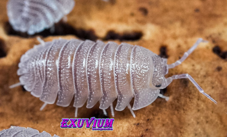 Armadillidium scaberrimum (Sandstone Pill Woodlouse) SALE 🔥 – Exuvium ...