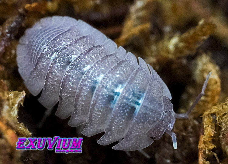 Armadillidium scaberrimum (Sandstone Pill Woodlouse) SALE 🔥 – Exuvium ...