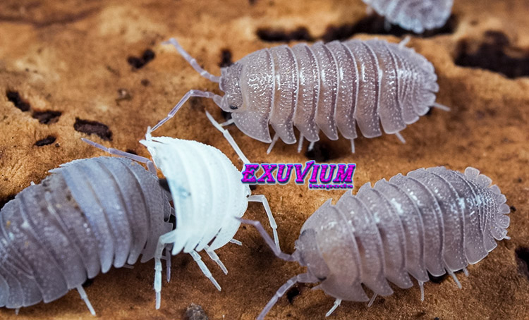 Armadillidium scaberrimum (Sandstone Pill Woodlouse) SALE 🔥 – Exuvium ...