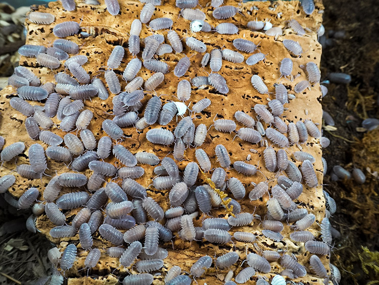 Armadillidium scaberrimum (Sandstone Pill Woodlouse) SALE 🔥 – Exuvium ...