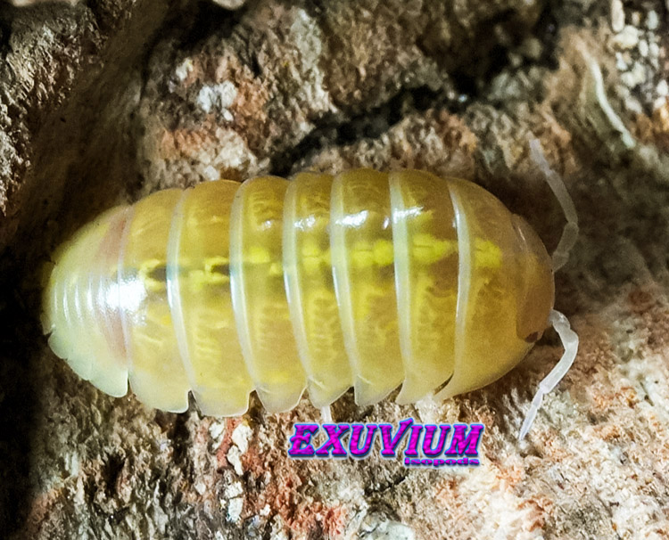 Armadillidium vulgare ‘Gold’ – Exuvium Isopods