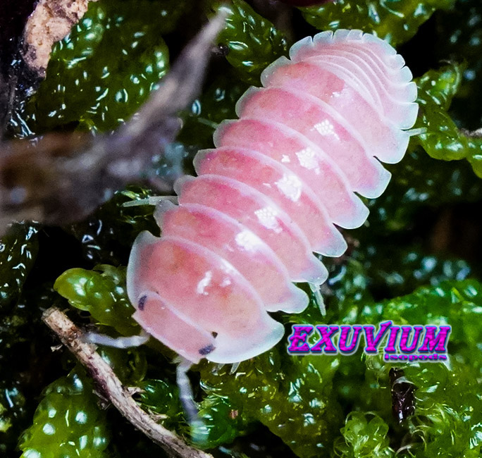 Cubaris sp. ‘Cherry Blossom’ (Sakura) Captive Bred Isopods – Exuvium ...